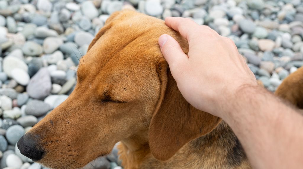 6 signs of a UTI in female dogs | PetsRadar