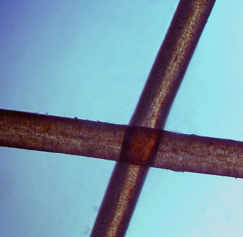 Nature Under Glass: Gallery of Victorian Microscope Slides: Page 2 ...