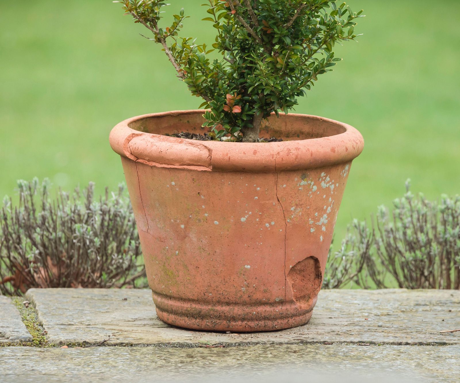 How to protect pots and planters from frost: 3 easy methods | Homes and ...