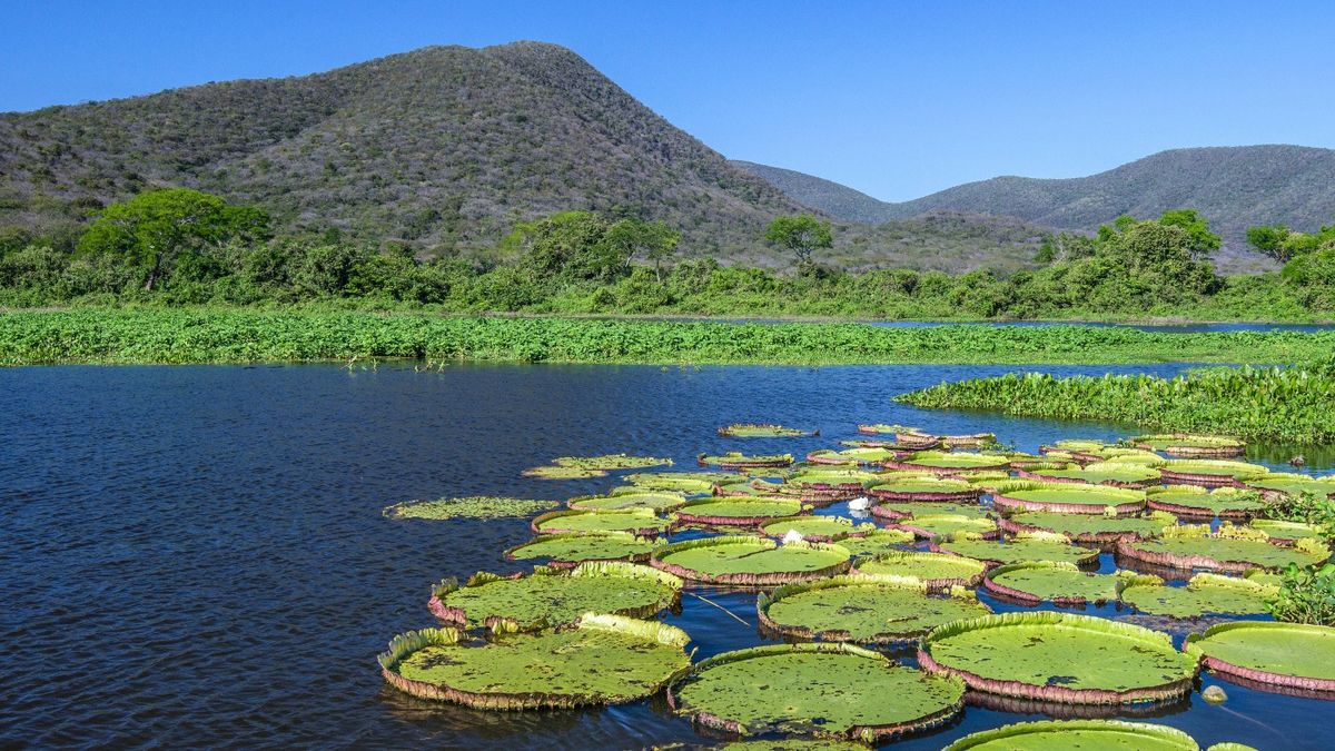 Trip of the week: wildlife spotting in the wetlands of Brazil | The Week