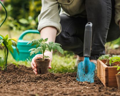 7 Planting Mistakes That Will Ruin Seedlings & Tender Plants ...