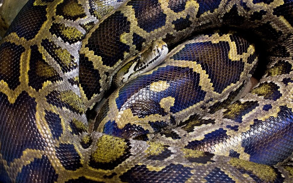 How a Python Ate a Woman Whole and Left Hardly a Trace of the Fierce ...