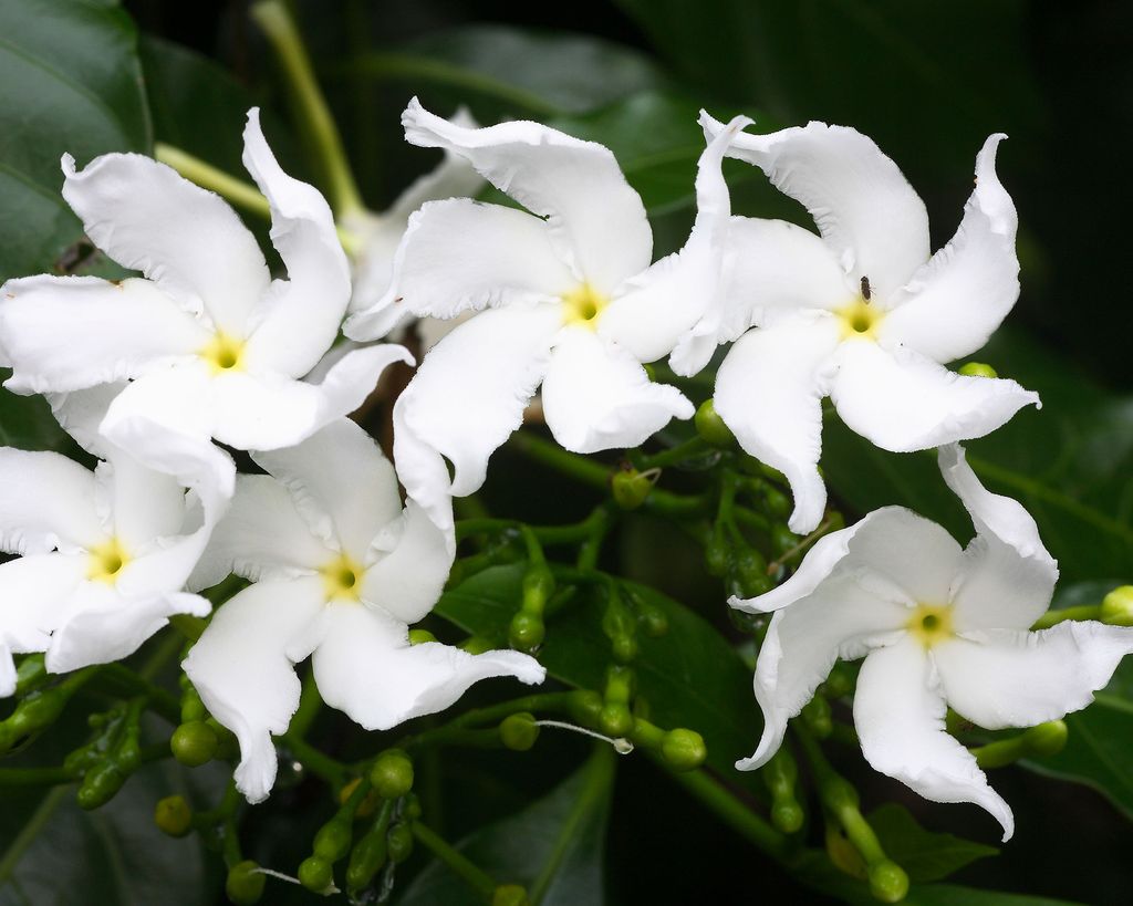 How to grow jasmine: expert tips on growing this scented climber ...