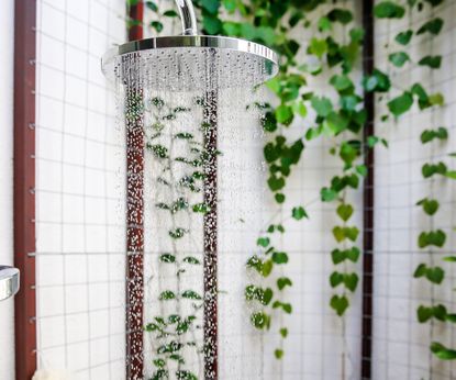 Turn Your Bathroom Into A Rainforest With These 6 Shower Plants ...