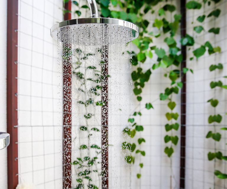 Turn Your Bathroom Into A Rainforest With These 6 Shower Plants ...