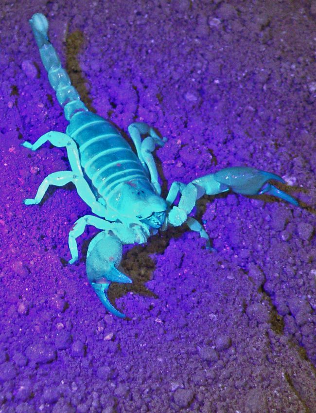 Photos: Modeling Scorpions' Lairs in 3D | Live Science