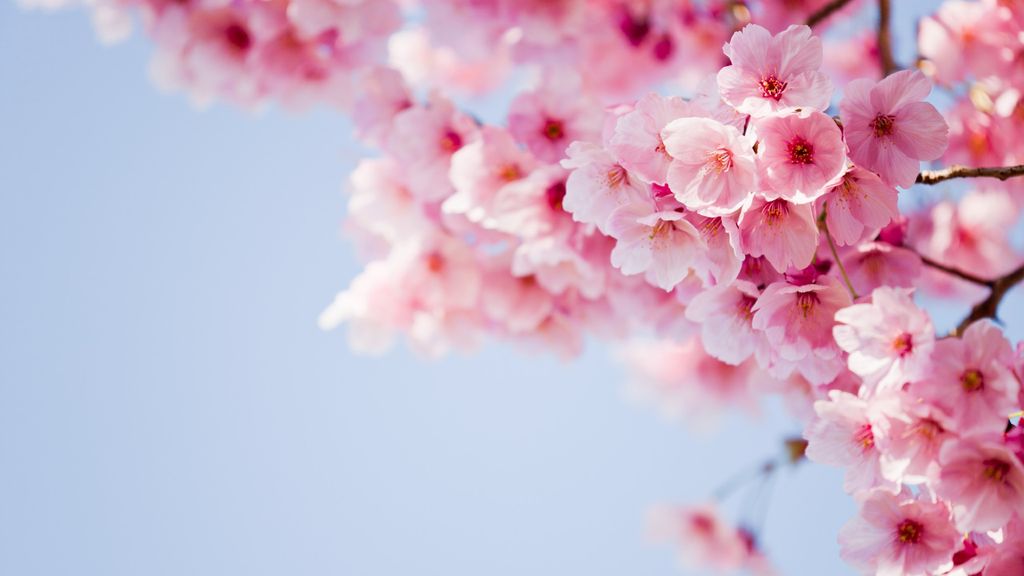 Where to see blooming flowers this spring and summer | The Week