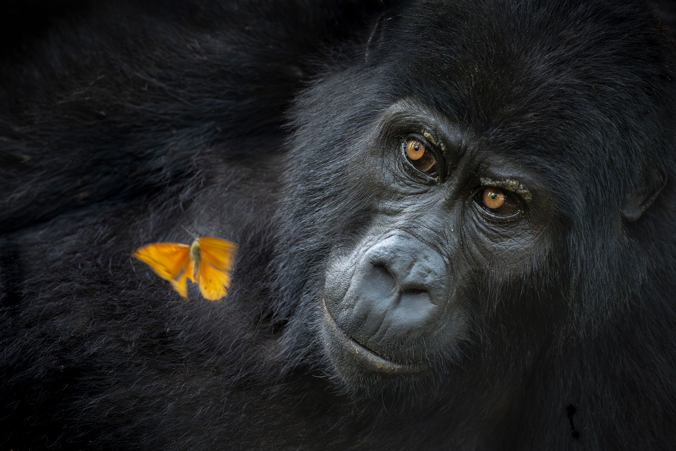 Beautiful gorilla and butterfly encounter wins top photo award ...