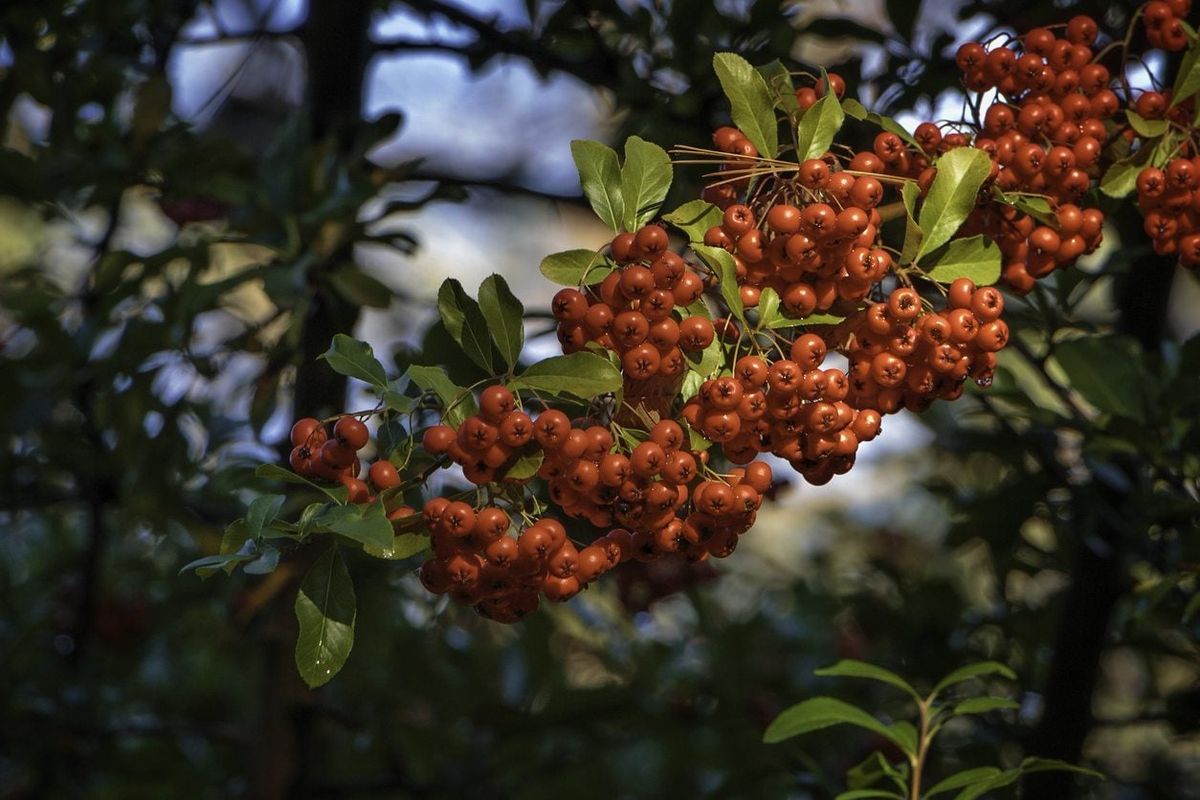 What Is A Possumhaw Holly: Tips For Growing Deciduous Holly Plants ...