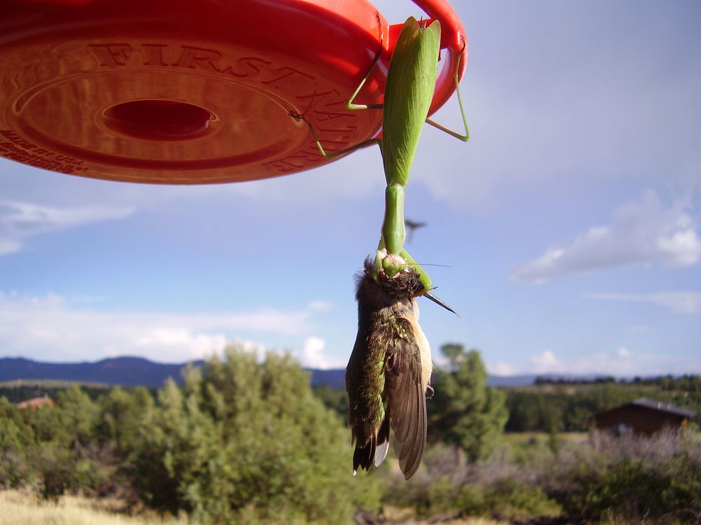 Lunch on the Wing: Mantises Snack on Birds (Photos) | Live Science