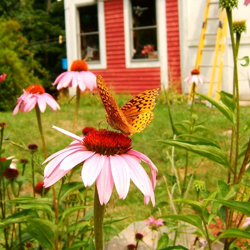 Tips & Information about Beneficial Garden Friends | Gardening Know How