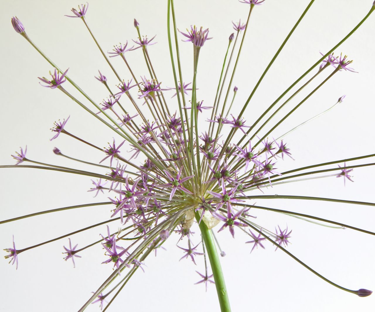 10 best varieties of allium bulbs to plant now | Homes and Gardens