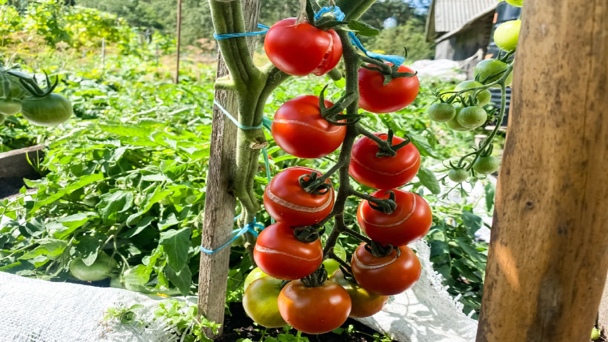 Are your tomatoes splitting?Here's how to save them | Tom's Guide