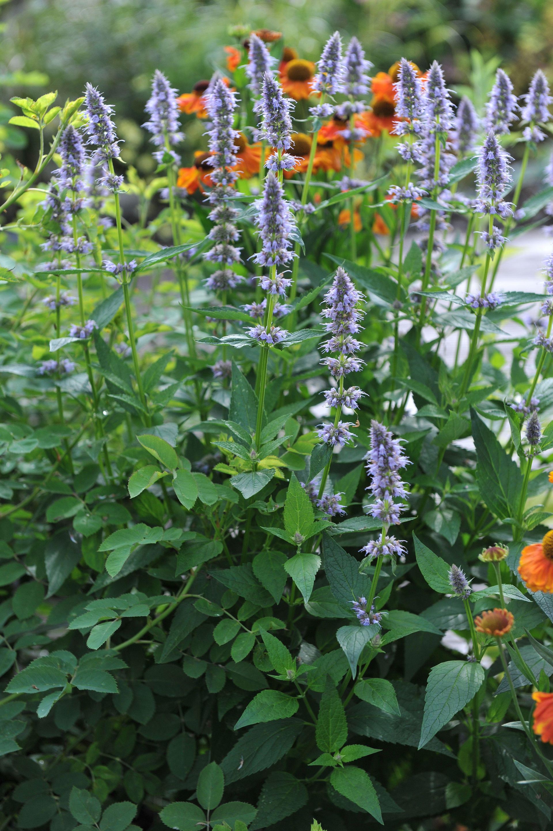 Best fast-growing plants: 10 vigorous garden plants | Homes and Gardens