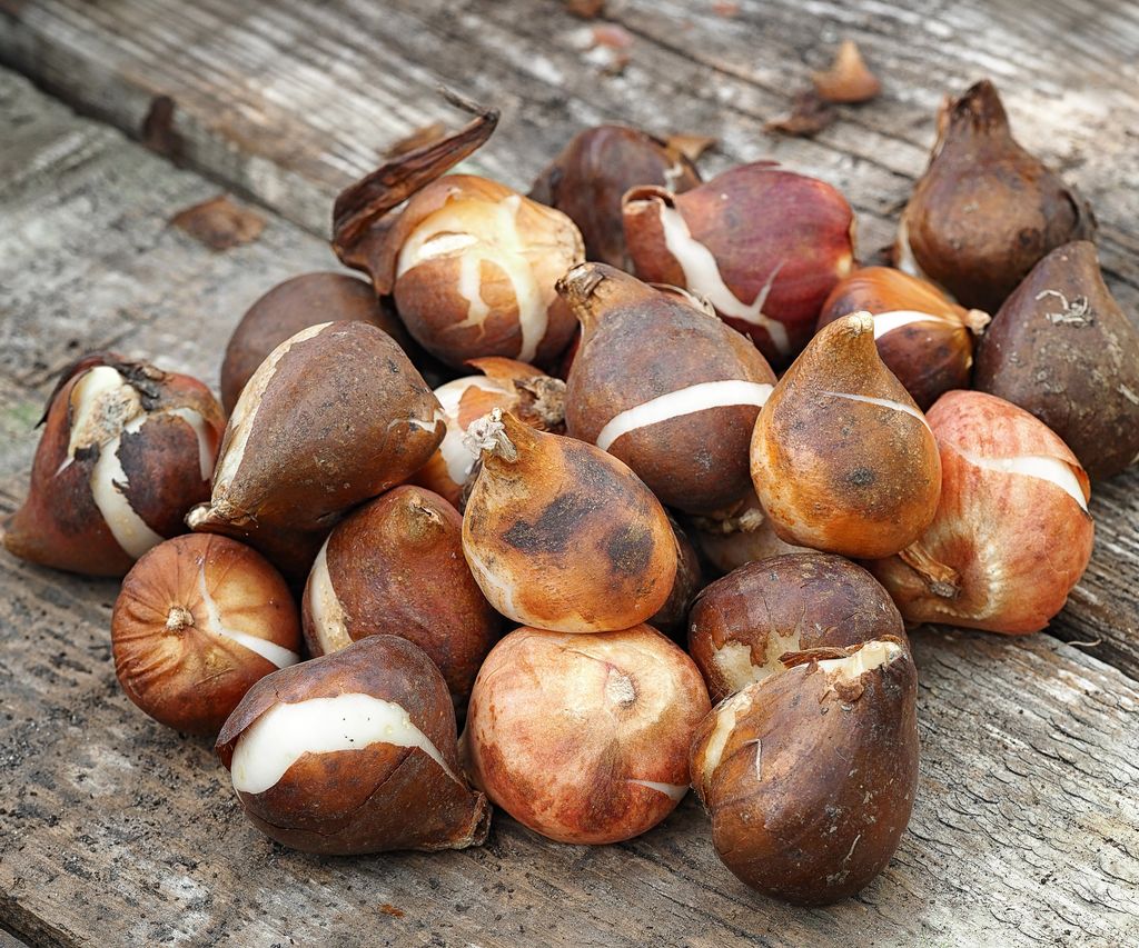 How to store tulip bulbs and save them for next year | Homes and Gardens