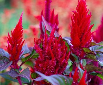 How to grow celosia and enjoy vibrant plumes of flowers | Homes and Gardens