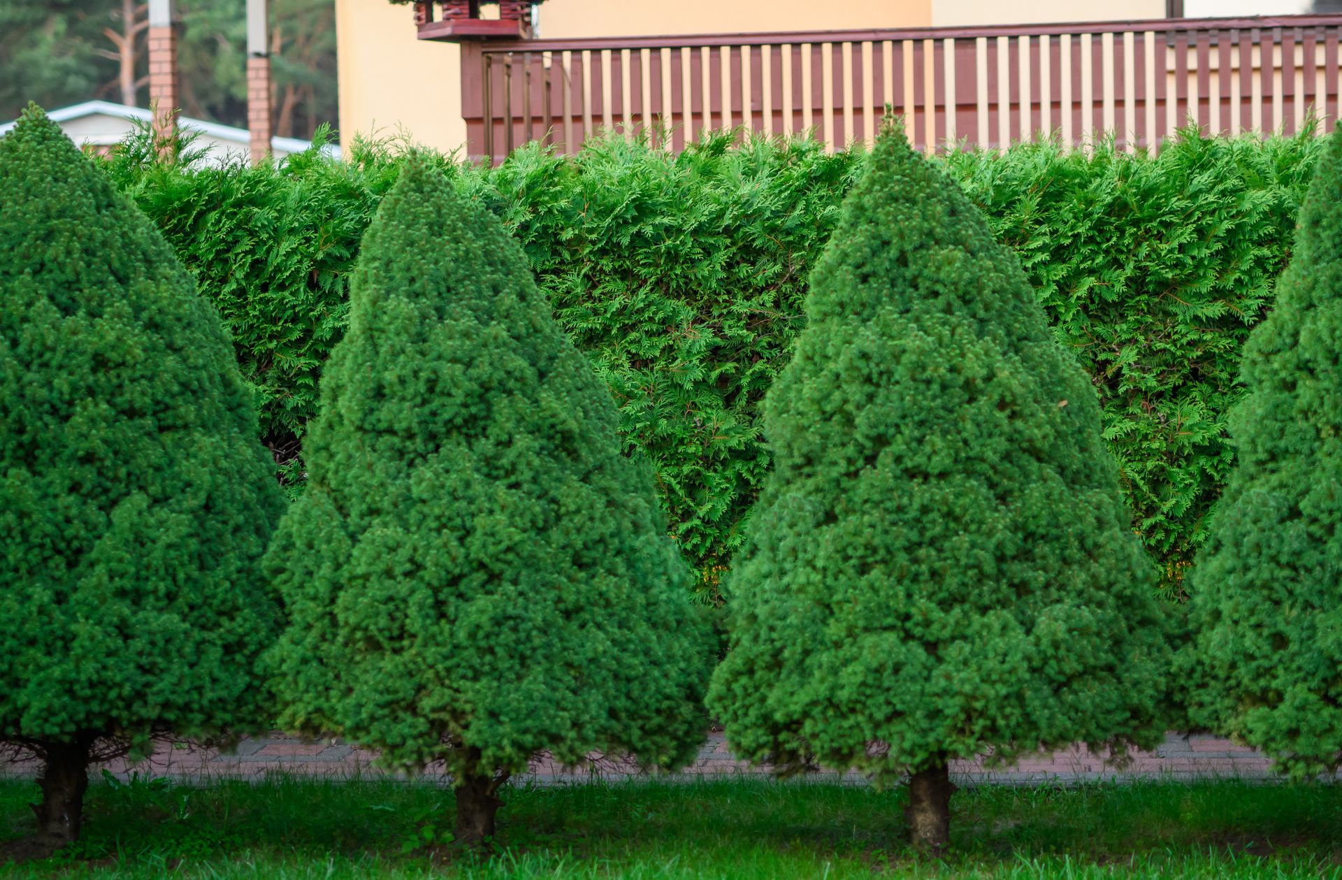 5 Affordable Privacy Trees That Create Screening on a Budget | Livingetc