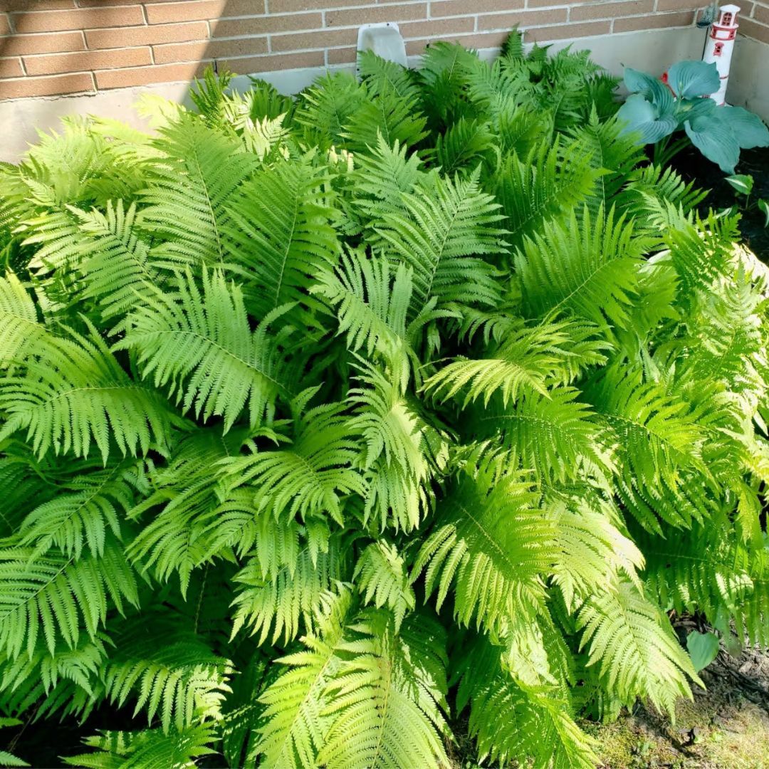 14 Shade Garden Ideas for Limited Sunlight Yards | Livingetc