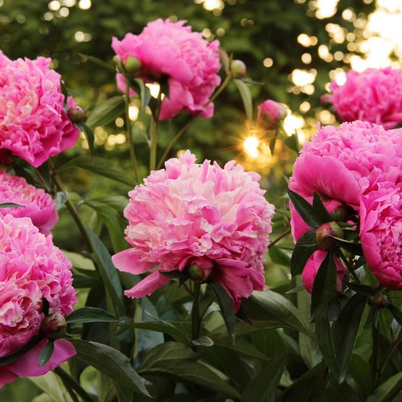 Tips & Information about Peonies - Page 2 | Gardening Know How