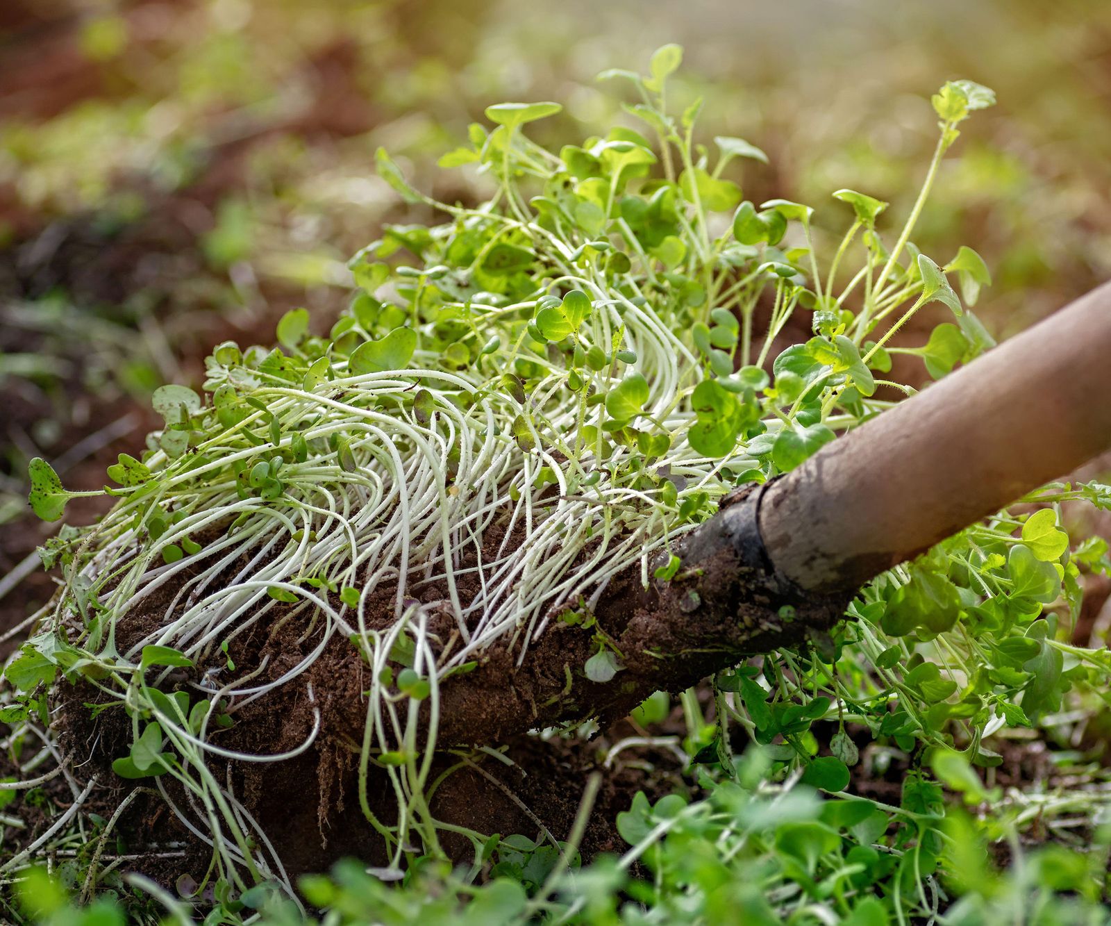 How to improve garden soil: 5 simple methods | Homes and Gardens