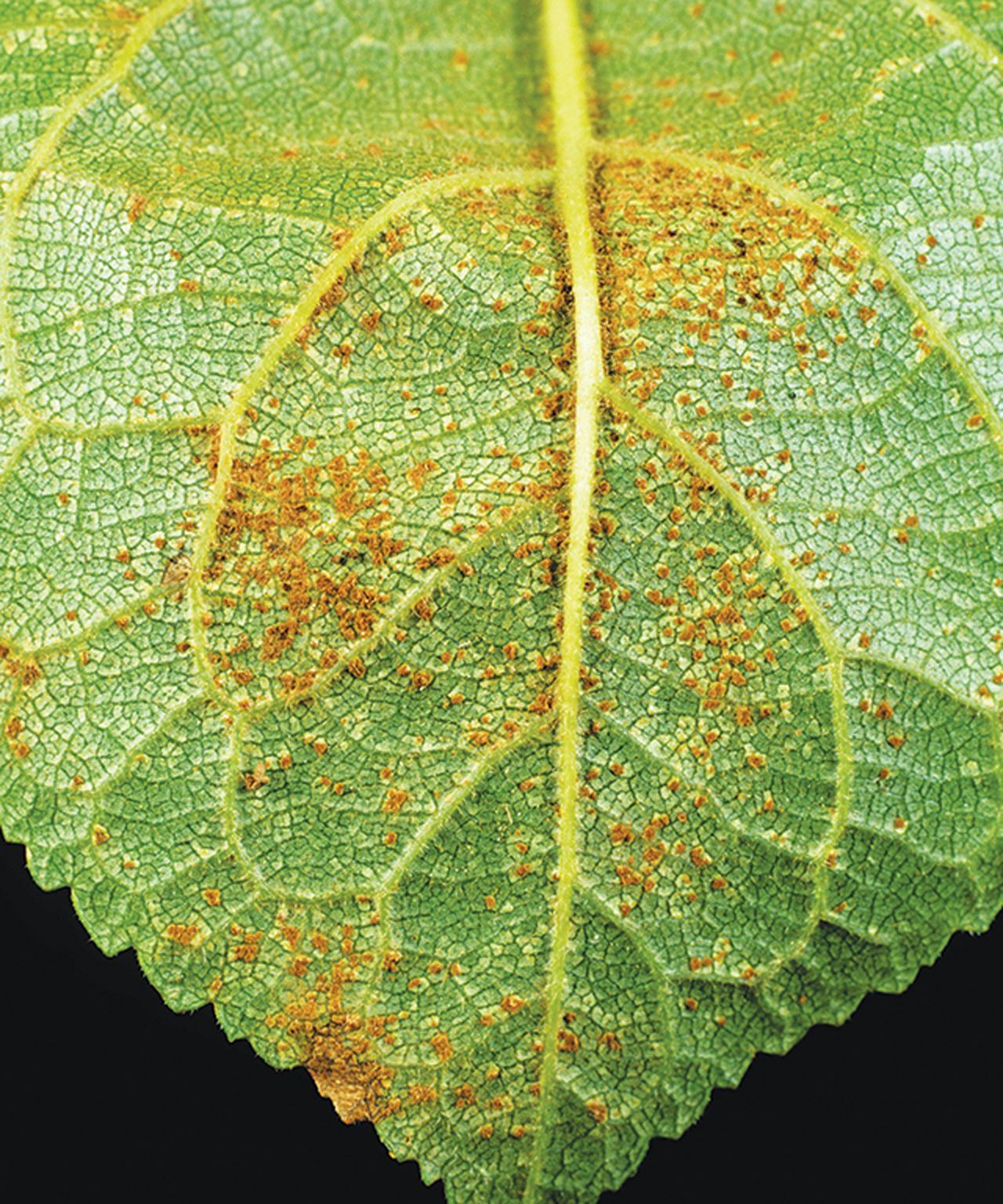 How to grow plums: tips on planting, growing and caring for plum trees ...