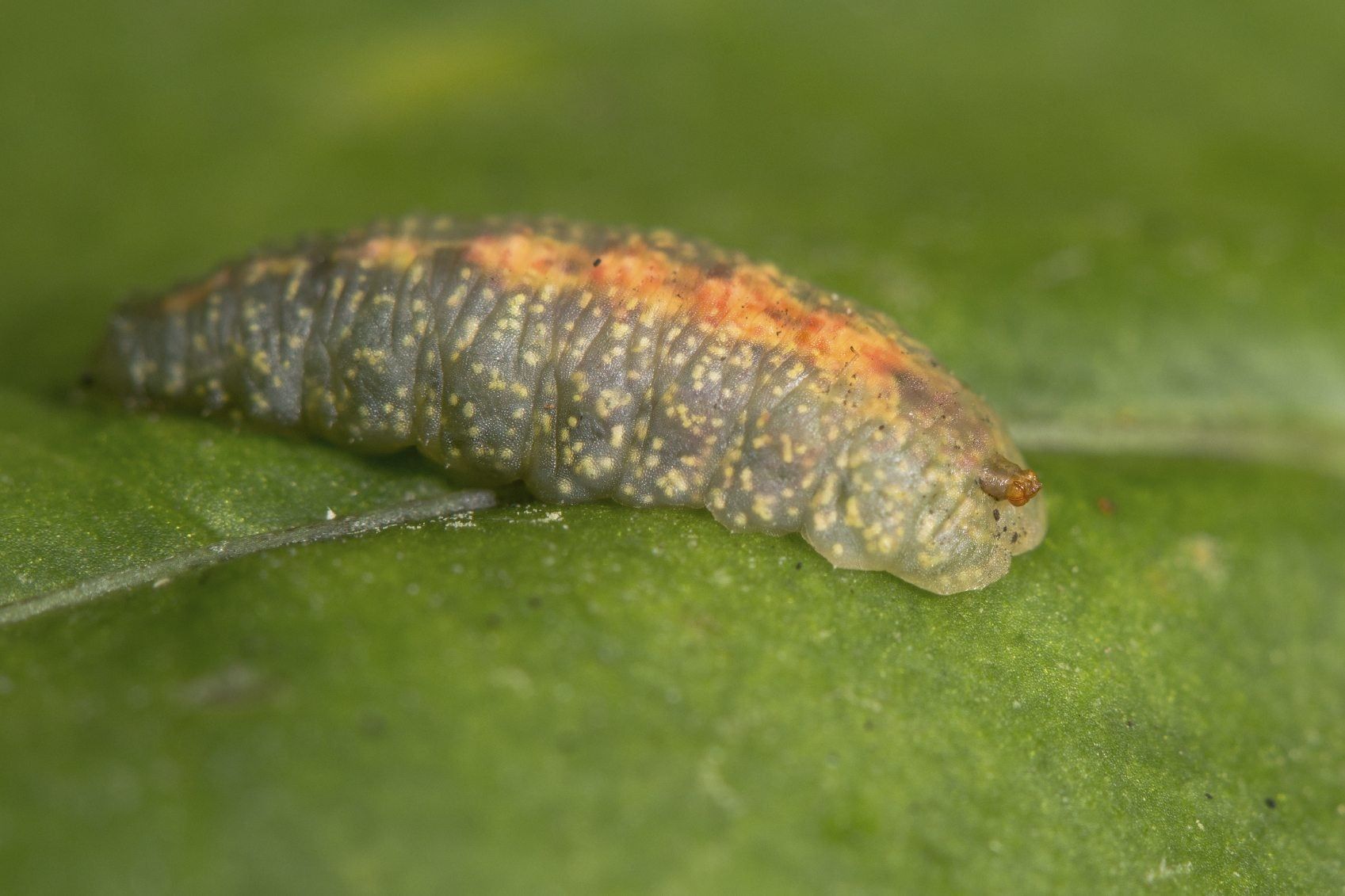 Hoverfly Larvae And Eggs - How To Find Syrphid Flies In The Garden ...