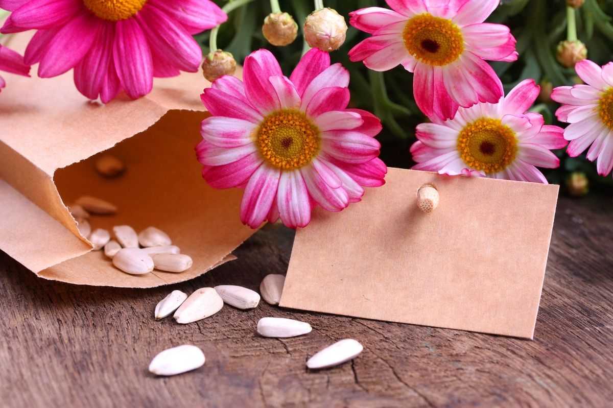 What Is A Seed Bank - Learn About Seed Bank Information | Gardening ...