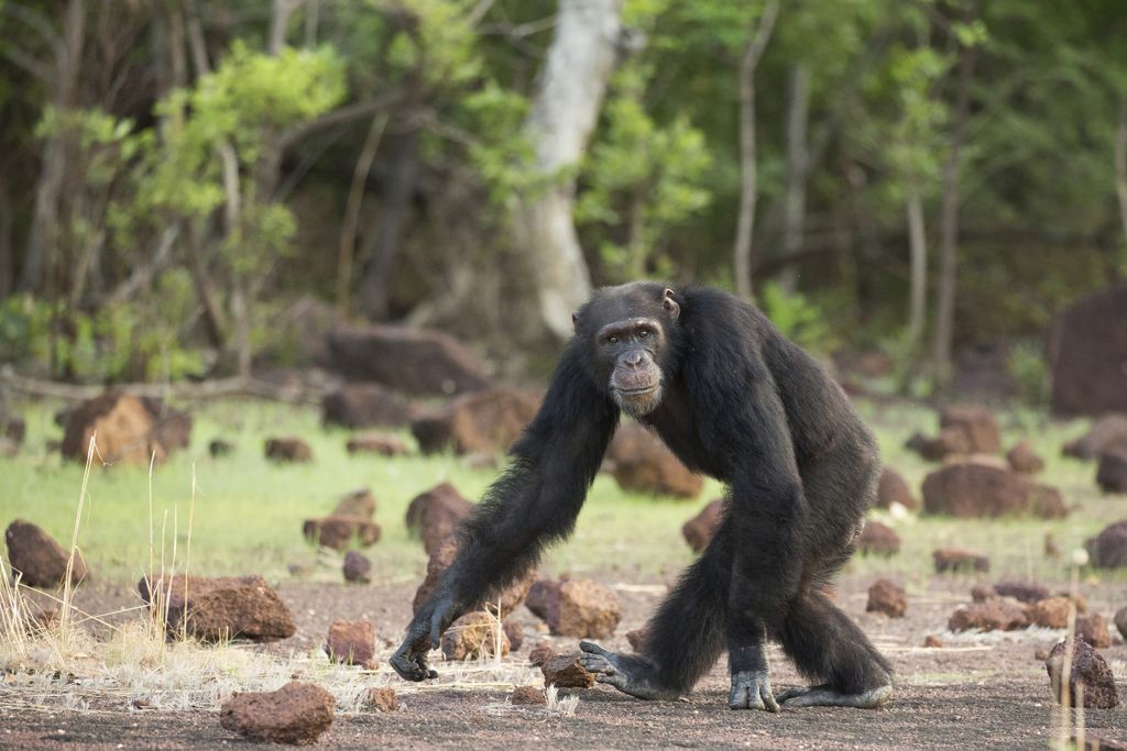 In Photos: The Fongoli Savanna Chimpanzees | Live Science