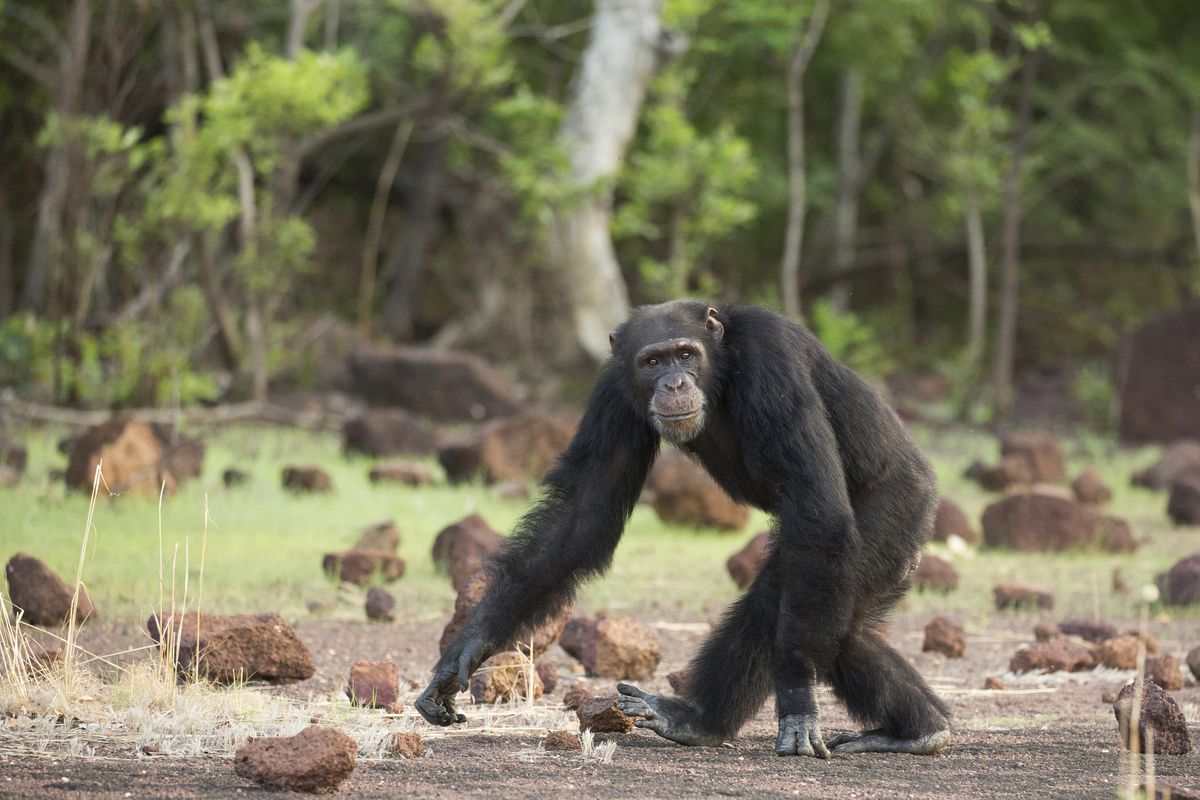 In Photos: The Fongoli Savanna Chimpanzees | Live Science