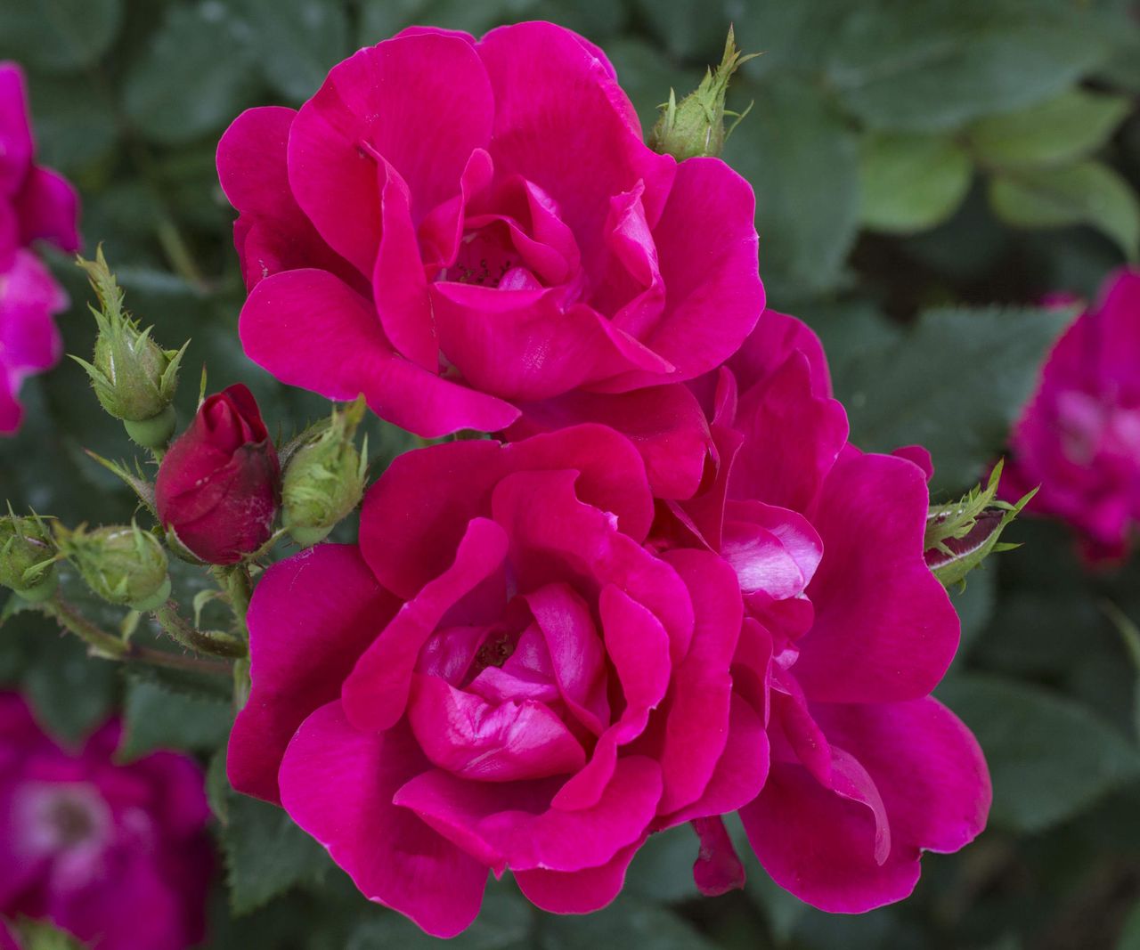 How to care for Knock Out roses - tips for healthy shrubs | Homes and ...