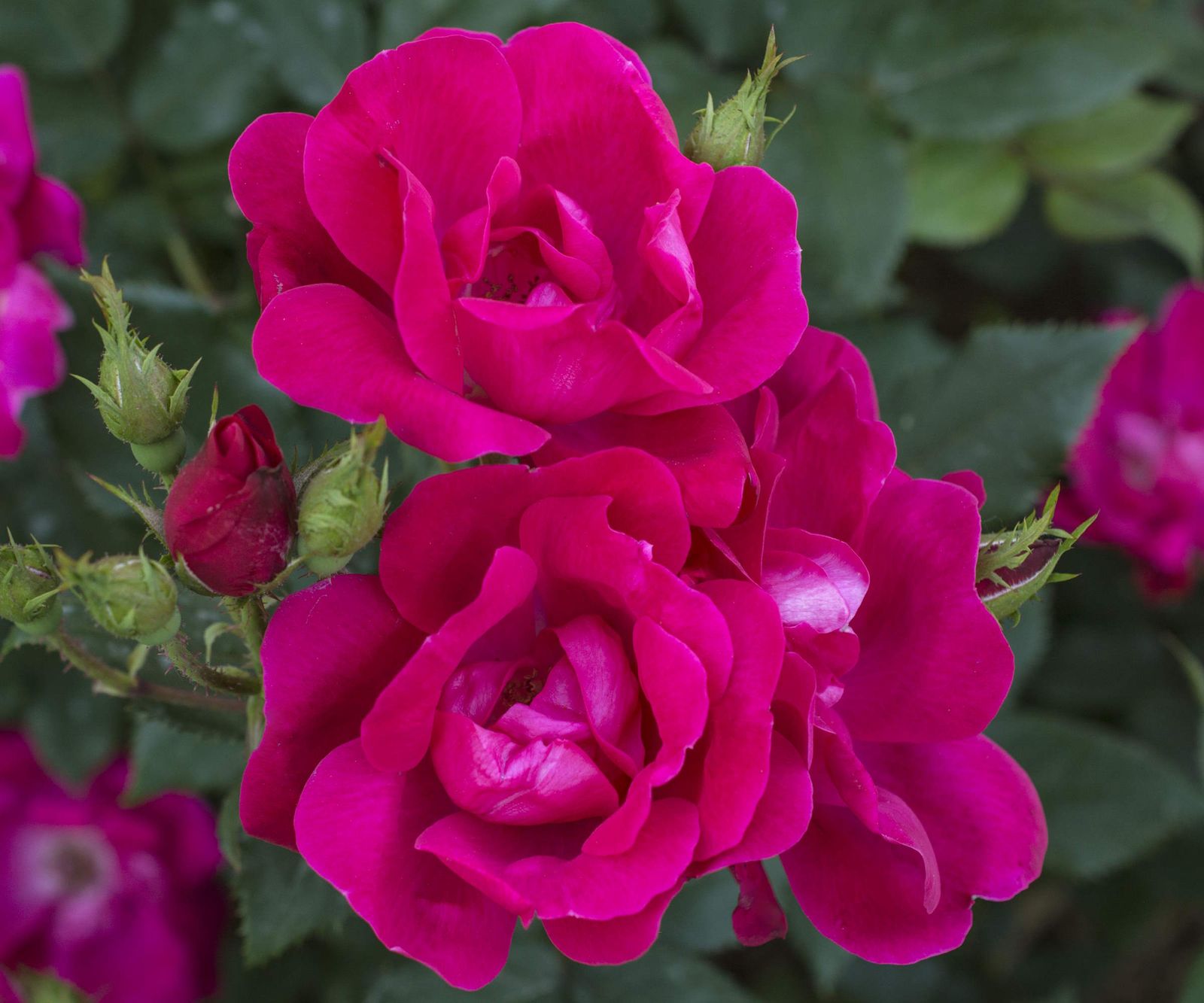 How to care for Knock Out roses - tips for healthy shrubs | Homes and ...