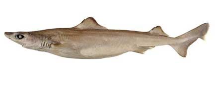 Fish - News and Scientific Articles on Live Science | Live Science