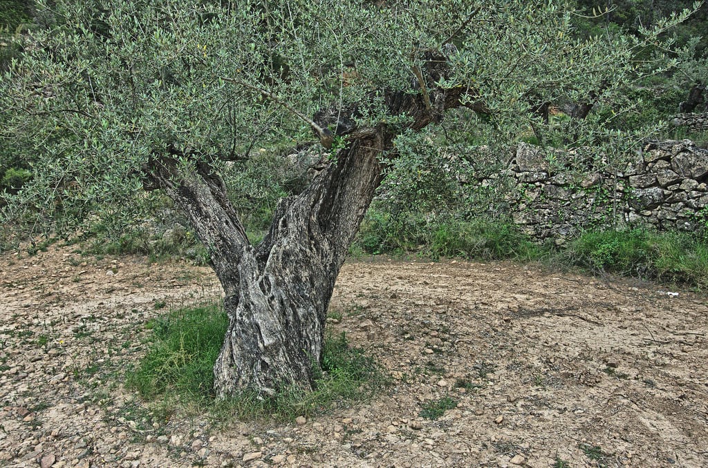 Xylella And Olives - What To Do About An Olive Tree With Xylella ...