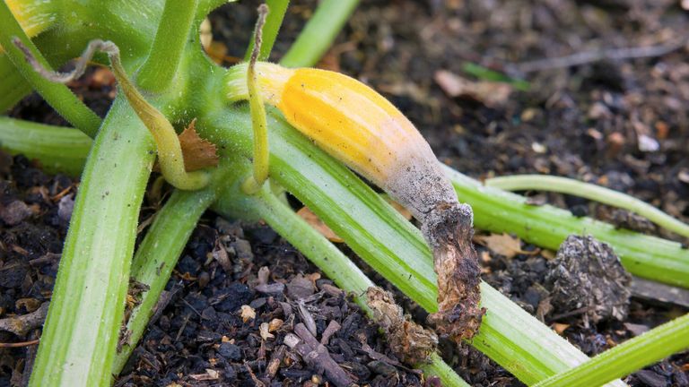 What Causes Zucchini Blossom End Rot - Preventing Blossom End Rot On ...