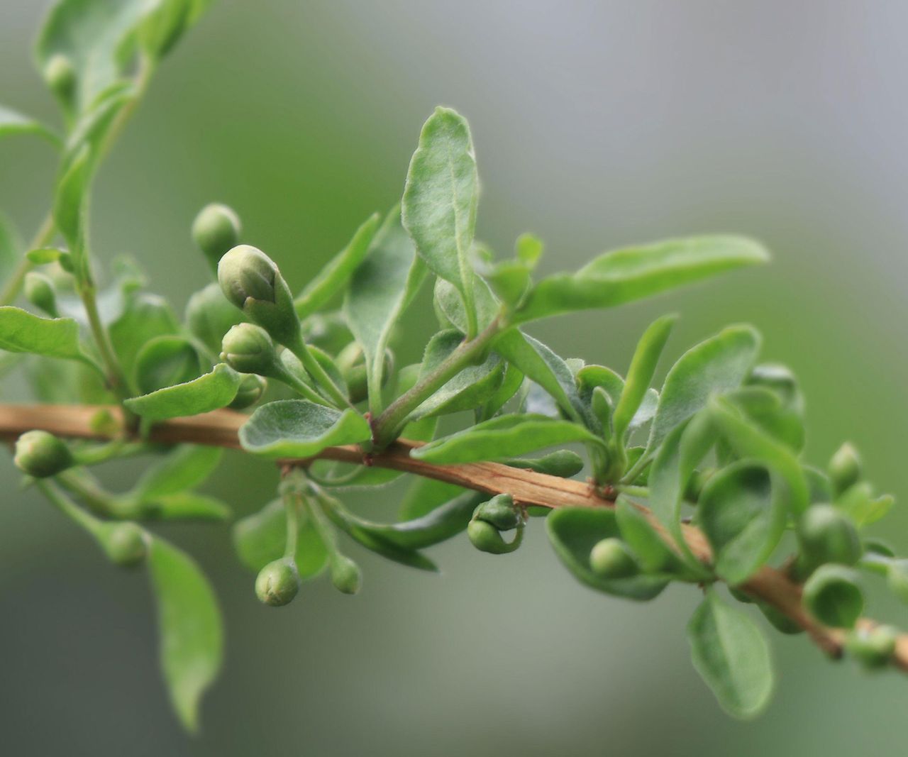 How To Grow Goji Berries The Easygoing Oriental Superfruit Homes