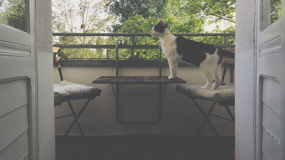 How and why to make a cat proof balcony | PetsRadar