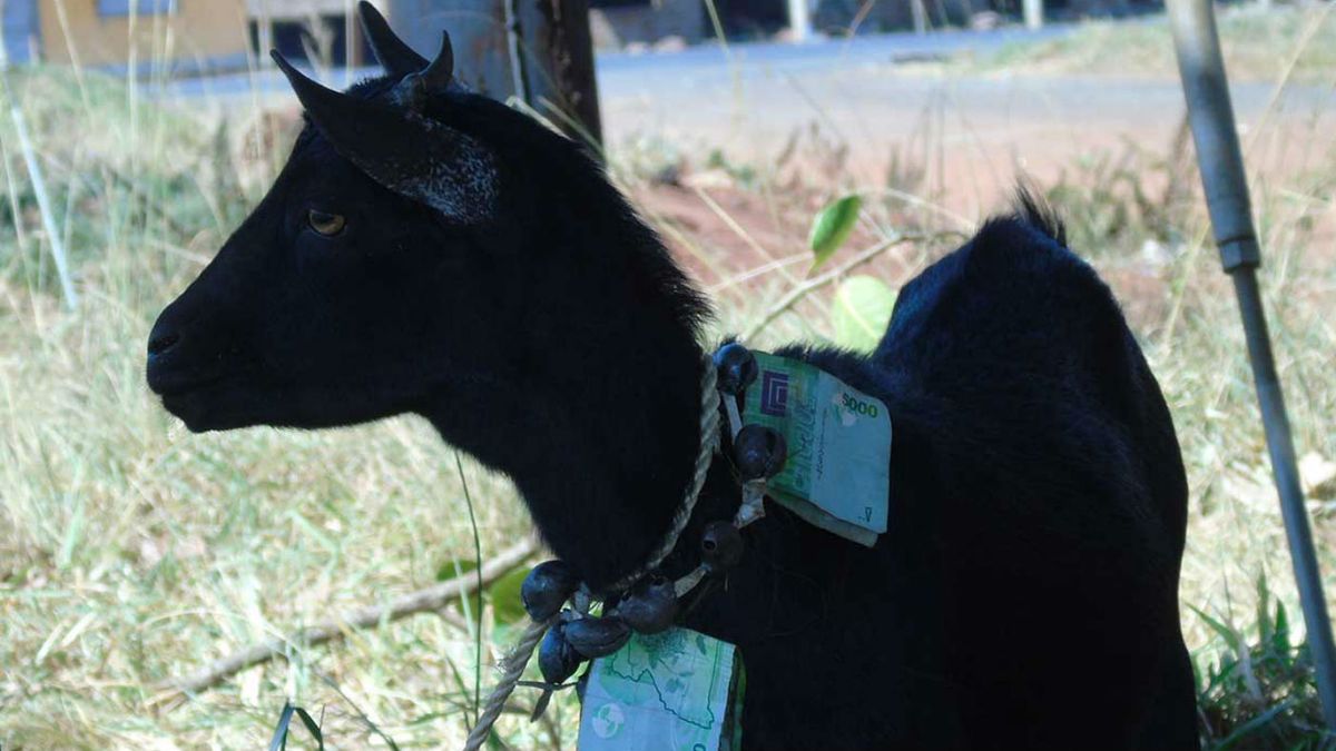 Goat carrying money suspected of witchcraft | The Week