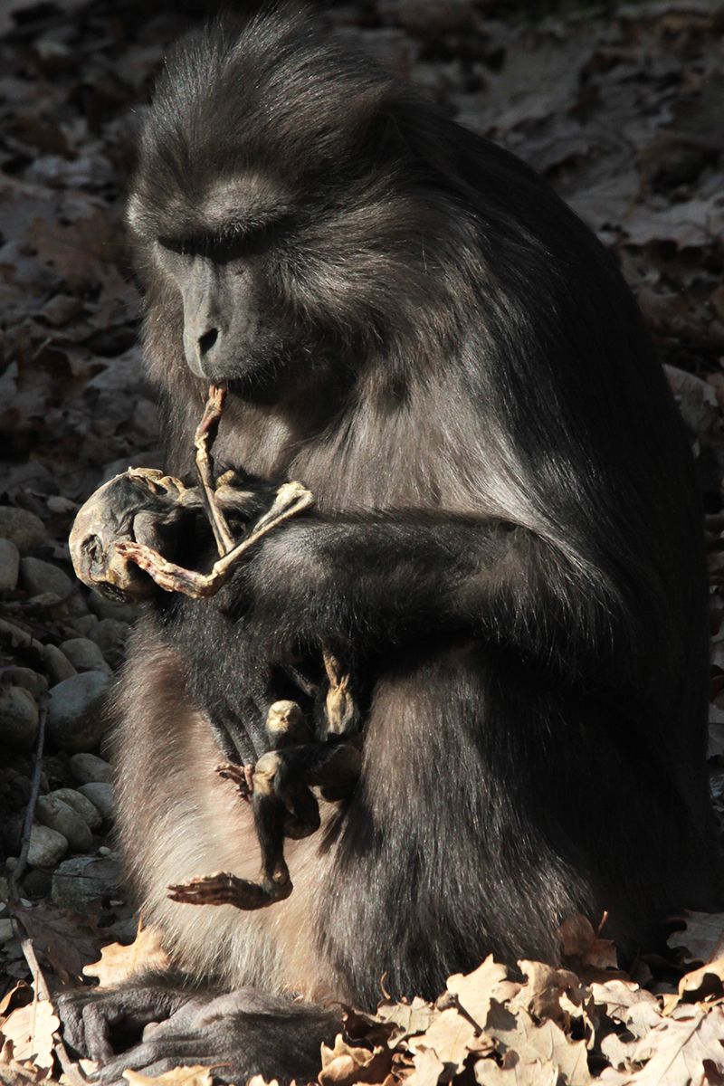 In Photos: Macaque Mother Cares For Mummified Corpse of Daughter | Live ...