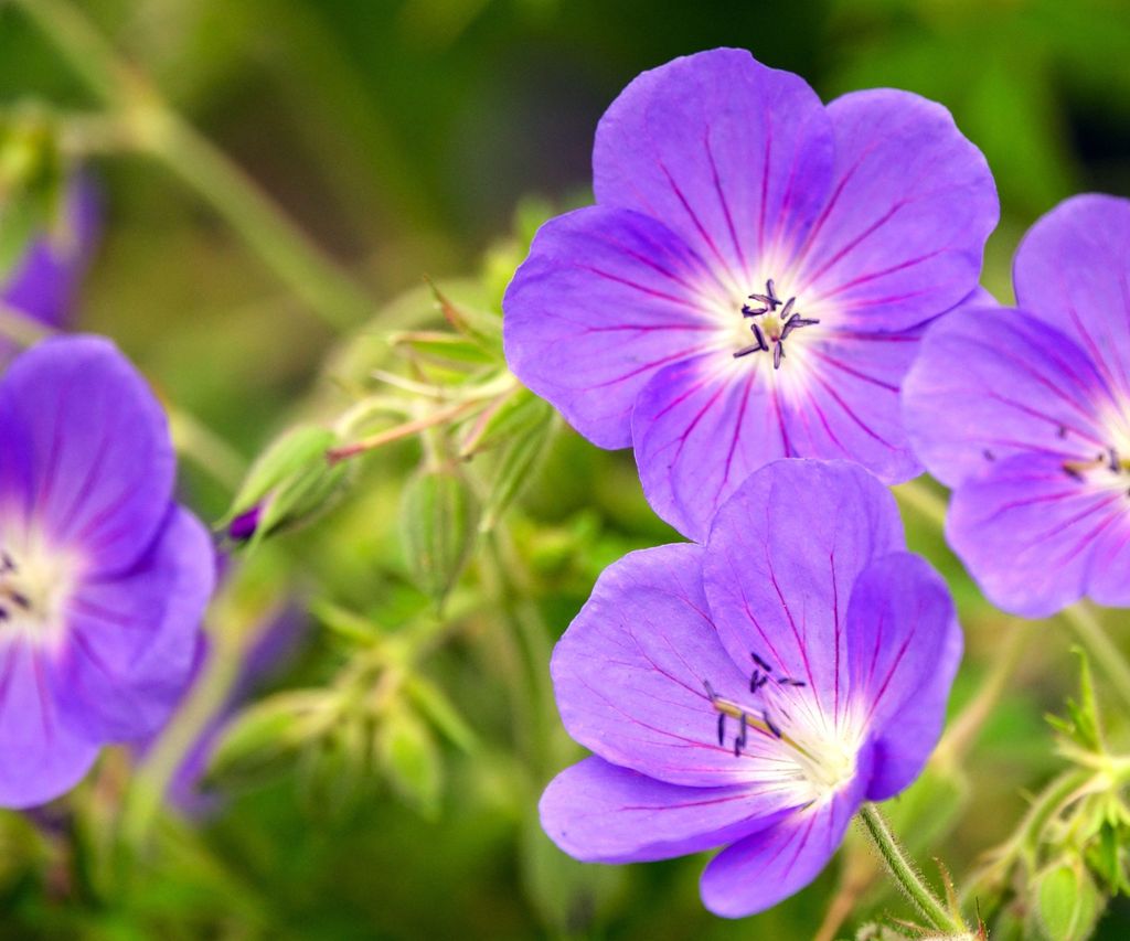 10 best English garden plants to suit for every climate | Homes and Gardens