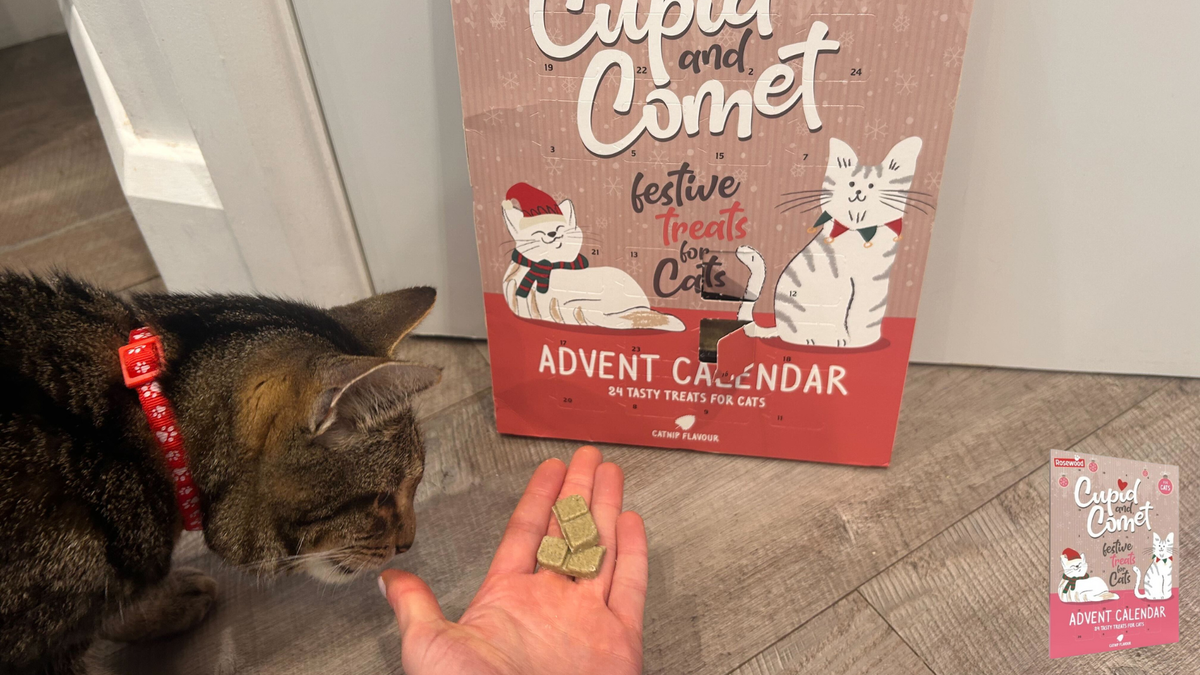 We’ve reviewed the best Advent calendars for cats 2026 to get in the ...