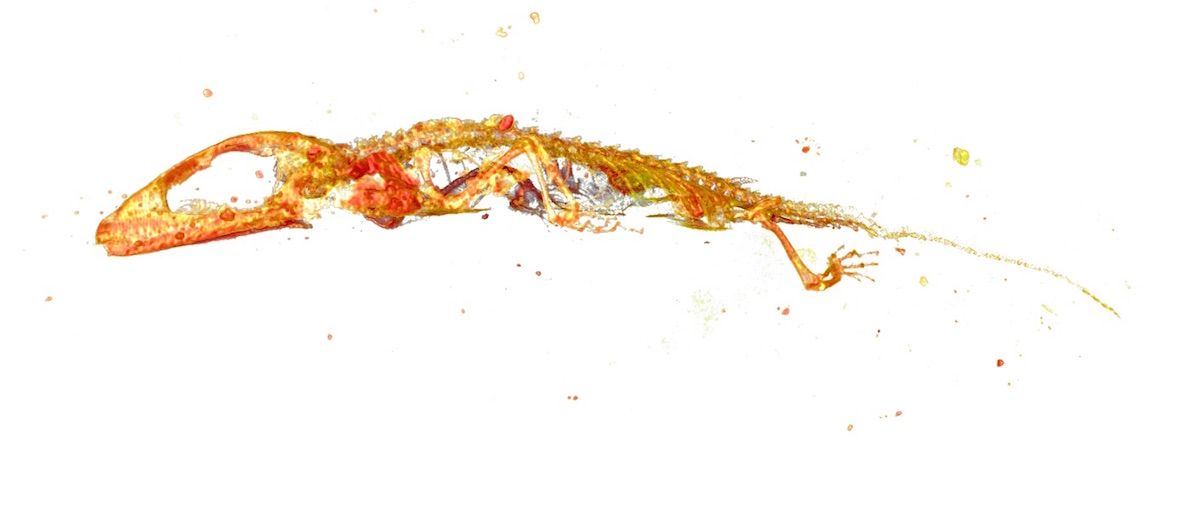 Frozen in Time: Ancient, Long-Fingered Lizard Trapped in Amber | Live ...
