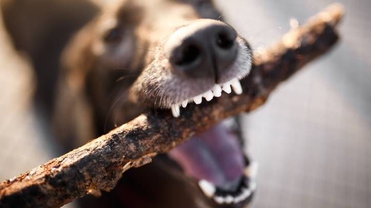 Can dogs eat sticks? Vet talks risks, alternatives, & prevention ...