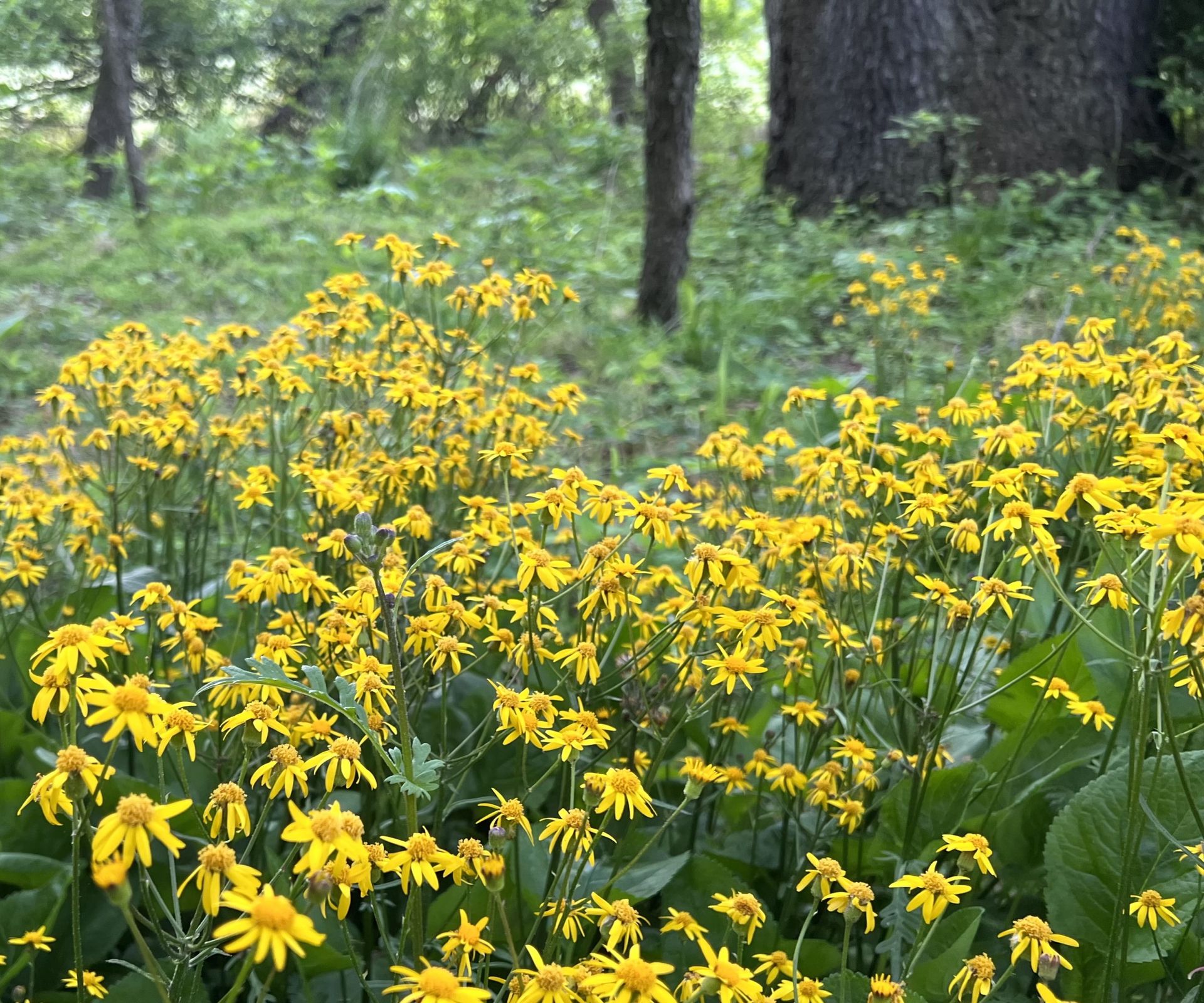 Best evergreen ground cover plants: low maintenance options | Homes and ...