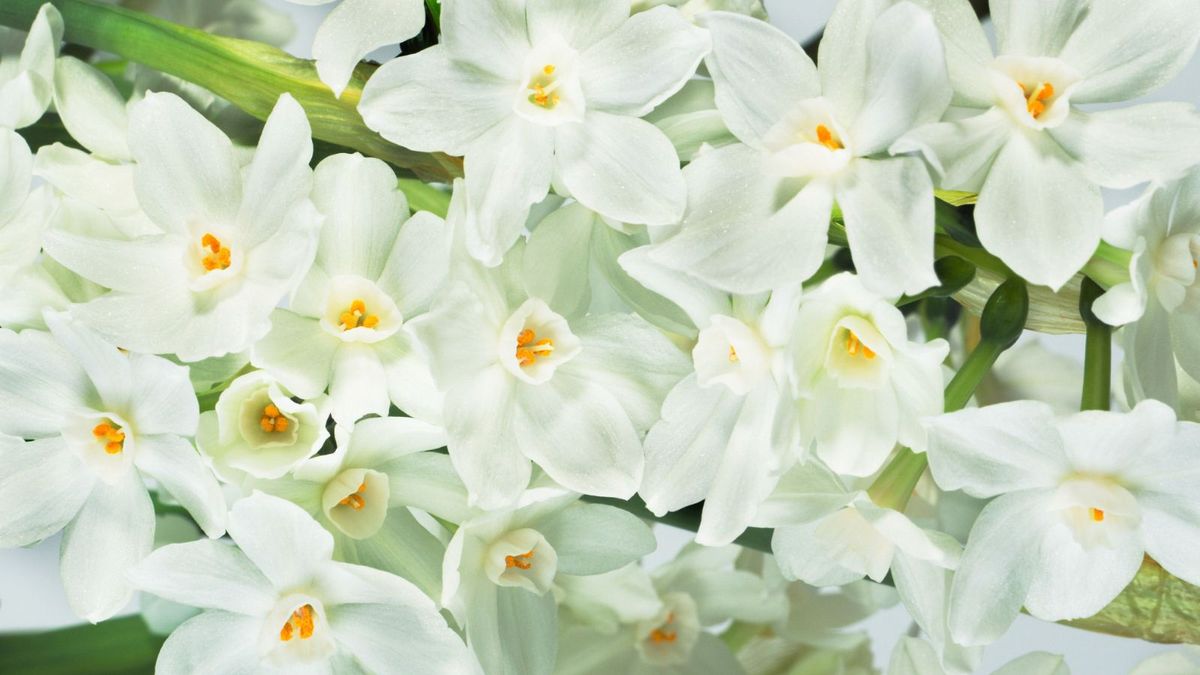 When to plant paperwhites: for fragrant blooms by Christmas | Homes and ...