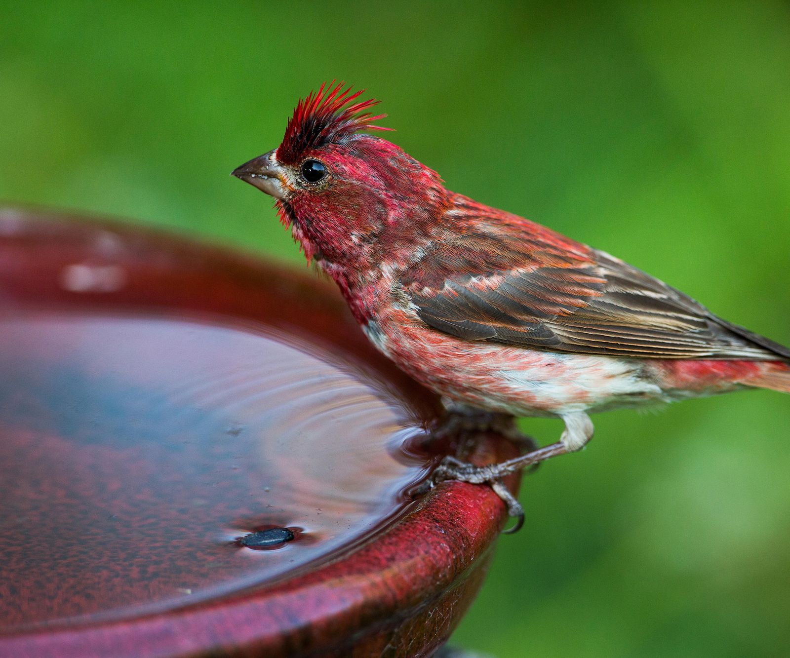 Should I take my bird feeder down during the avian flu outbreak ...