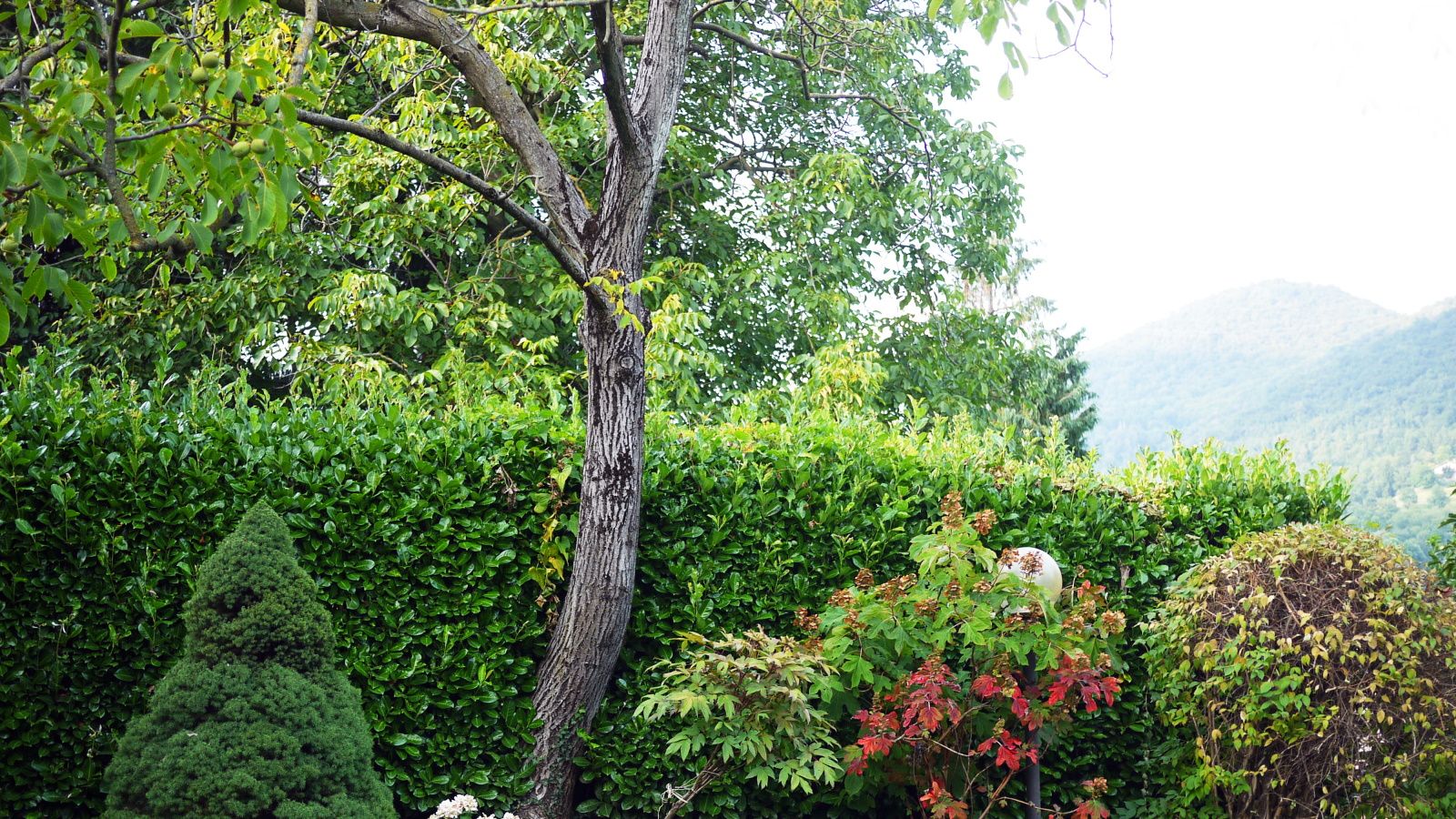 How and when to fertilize hedges: experts reveal top tips | Homes and ...