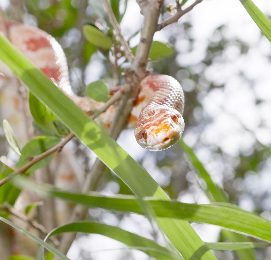 How Snakes Slither Up Trees | Live Science