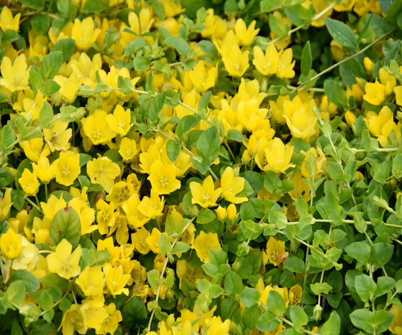 Invasive ground cover plants to avoid: 8 species | Homes and Gardens