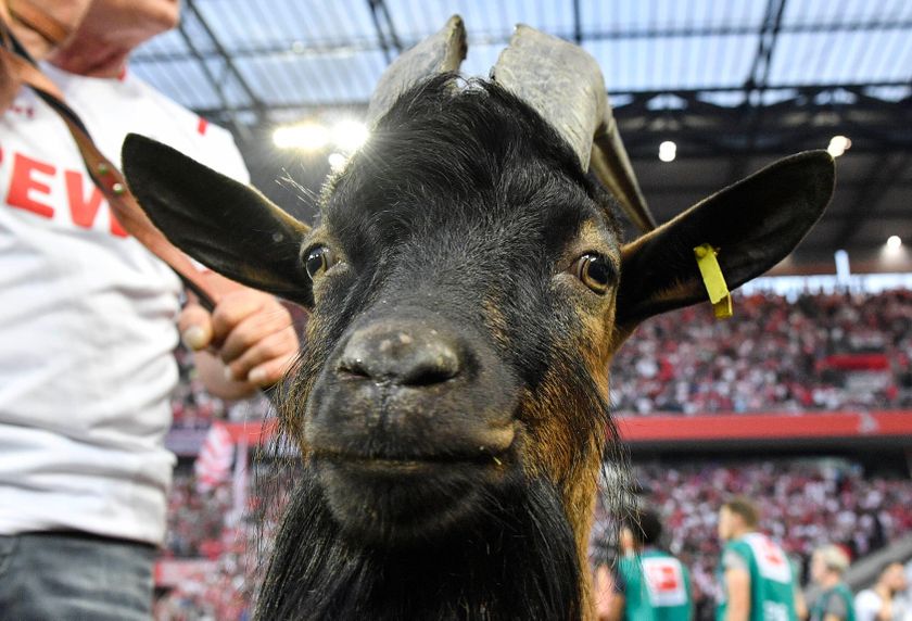 The best football mascots | FourFourTwo