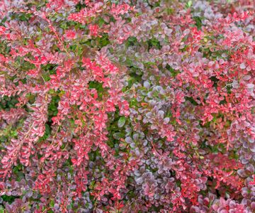 Tips for when and how to prune barberry shrubs | Homes and Gardens
